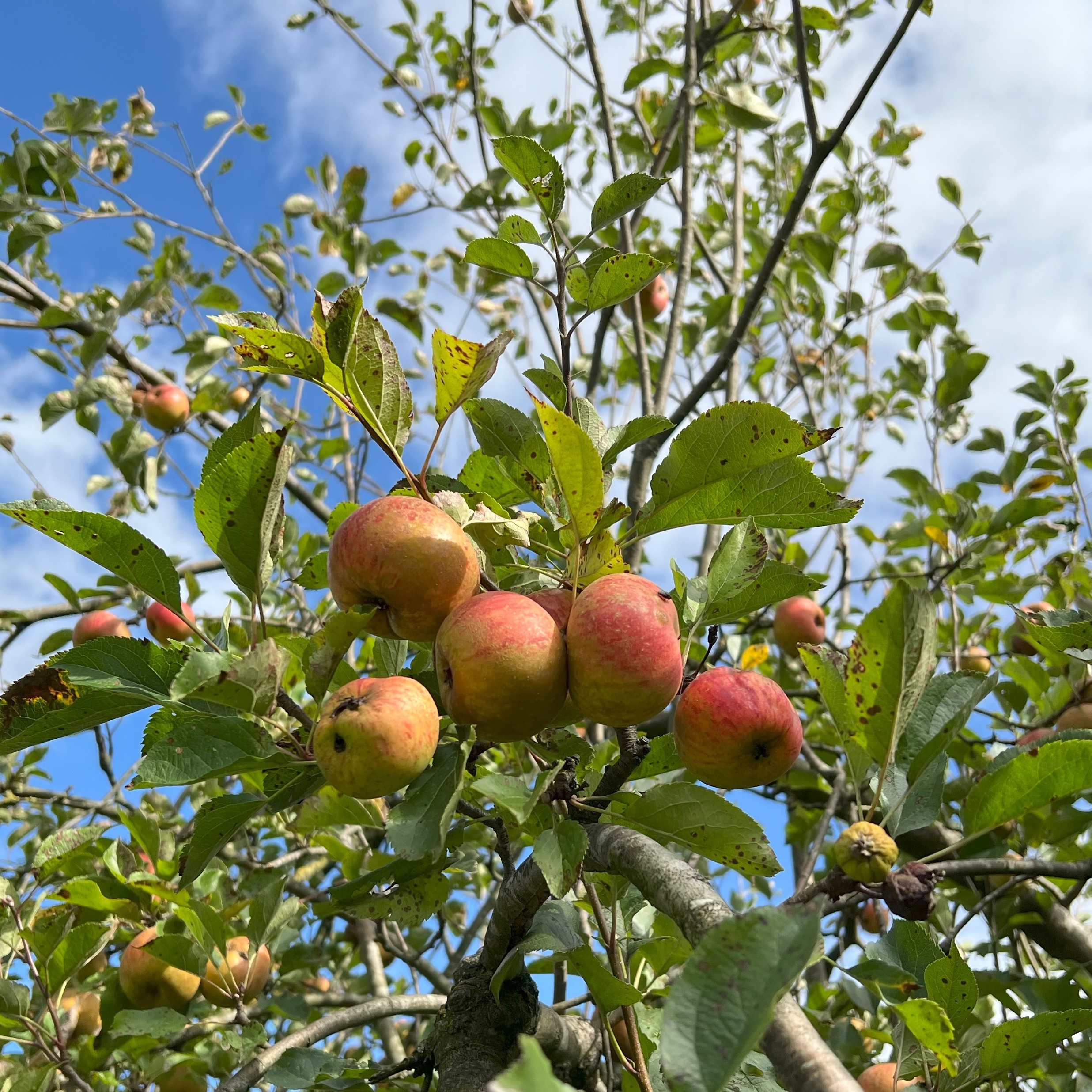 Obstbaumschule Hoffmann
