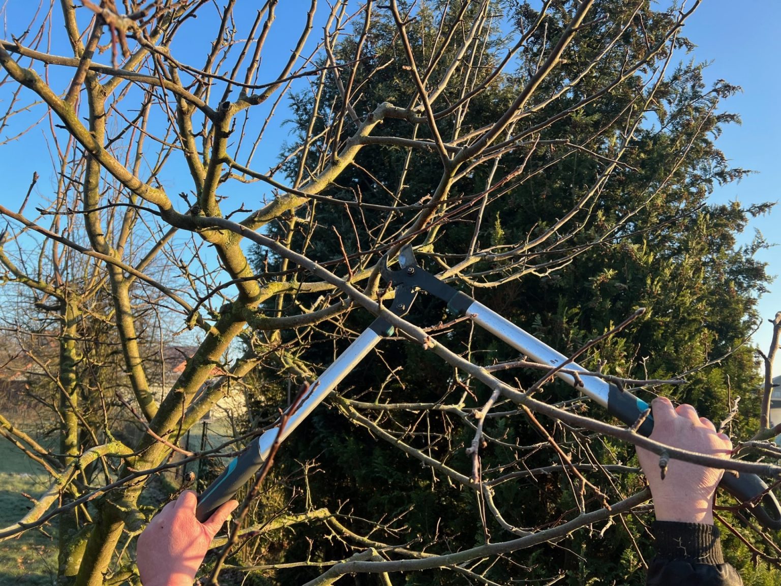 Obstbaumschule & Obstgarten Dr. Ute Hoffmann