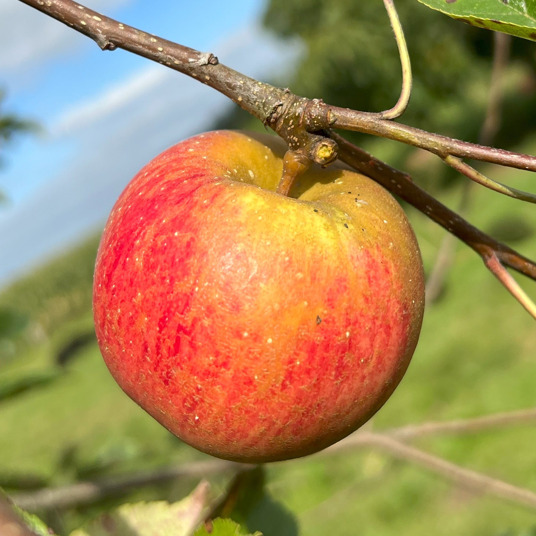 Obstbaumschule & Obstgarten Dr. Ute Hoffmann