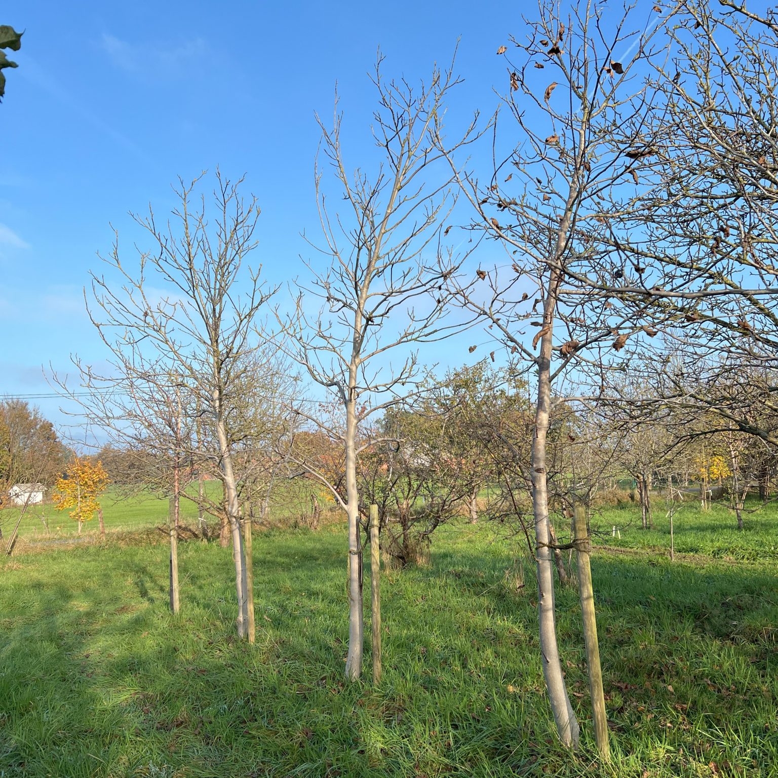 Obstbaumschule & Obstgarten Dr. Ute Hoffmann