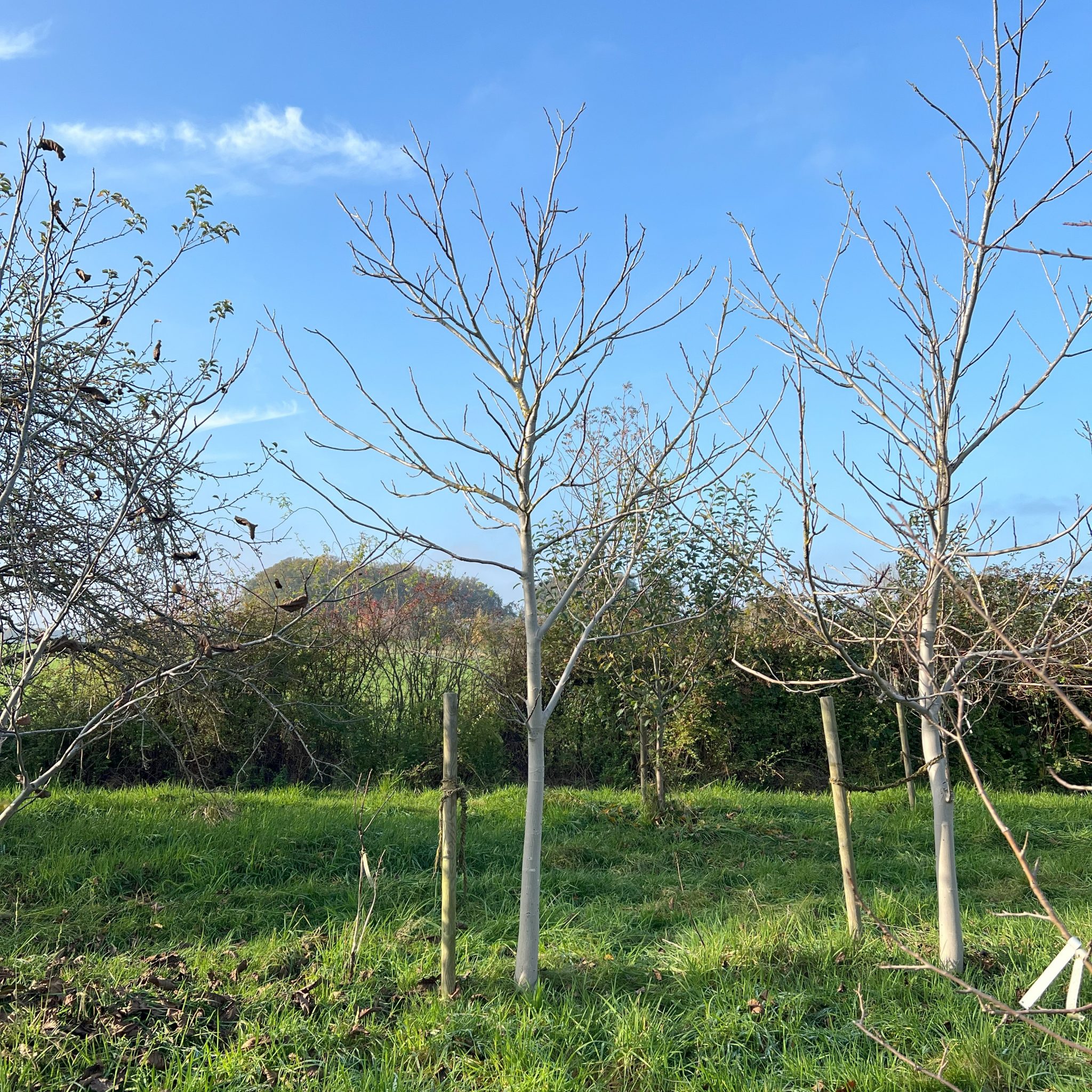 Obstbaumschule & Obstgarten Dr. Ute Hoffmann