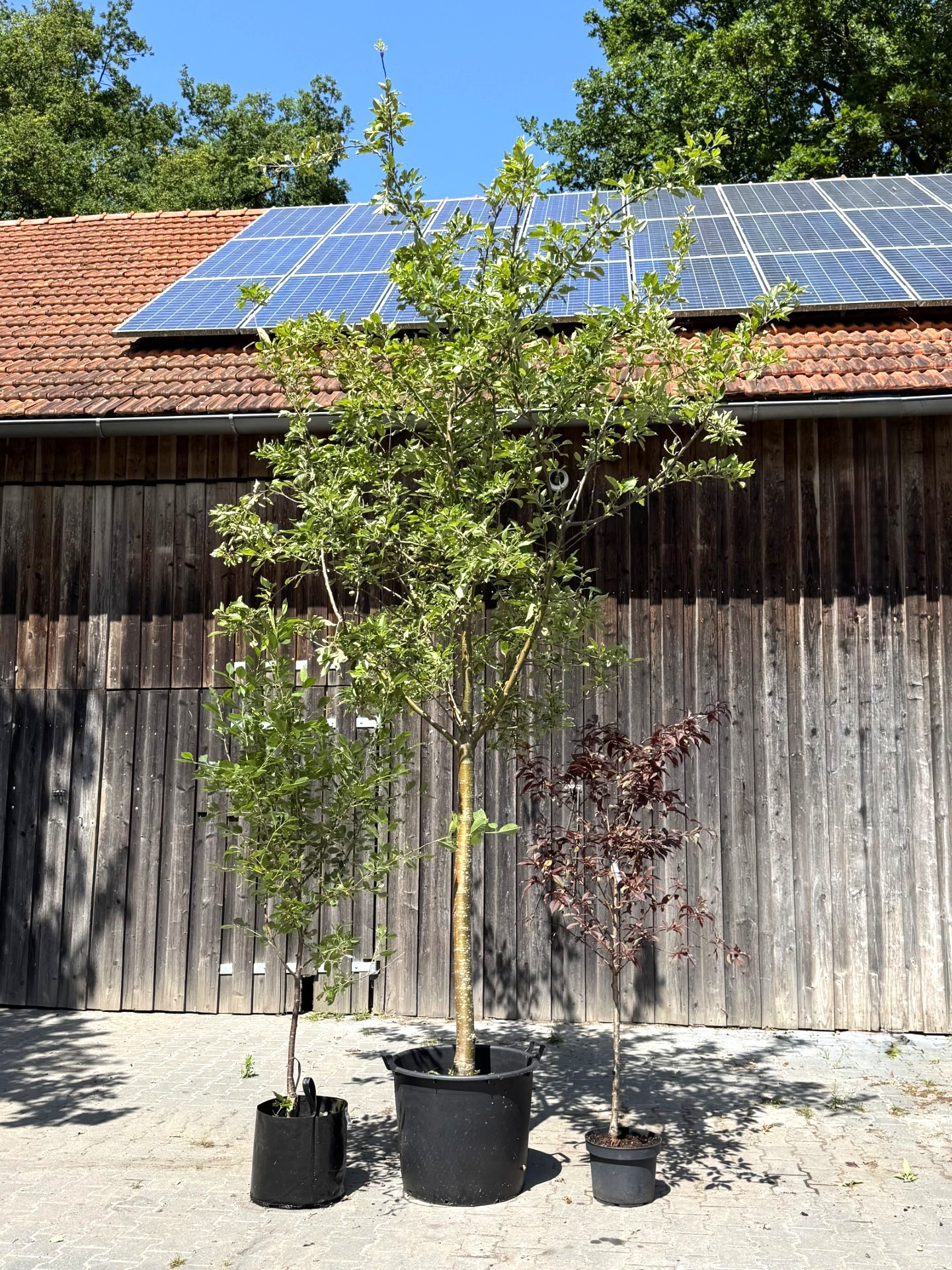 Obstbaumschule & Obstgarten Dr. Ute Hoffmann